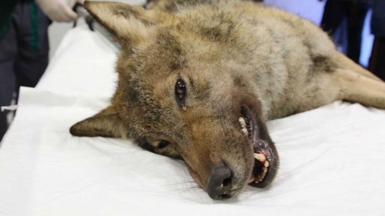 Tedavi edilen dişi kurt doğaya geri salındı - Kocaeli Öncü - ÖNCÜ HABER